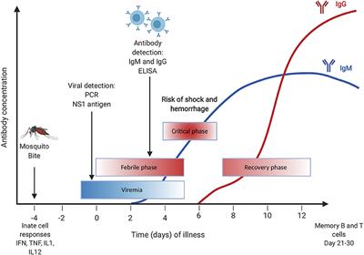 Frontiers | Challenges in Dengue Vaccines Development: Pre-existing Infections and Cross-Reactivity